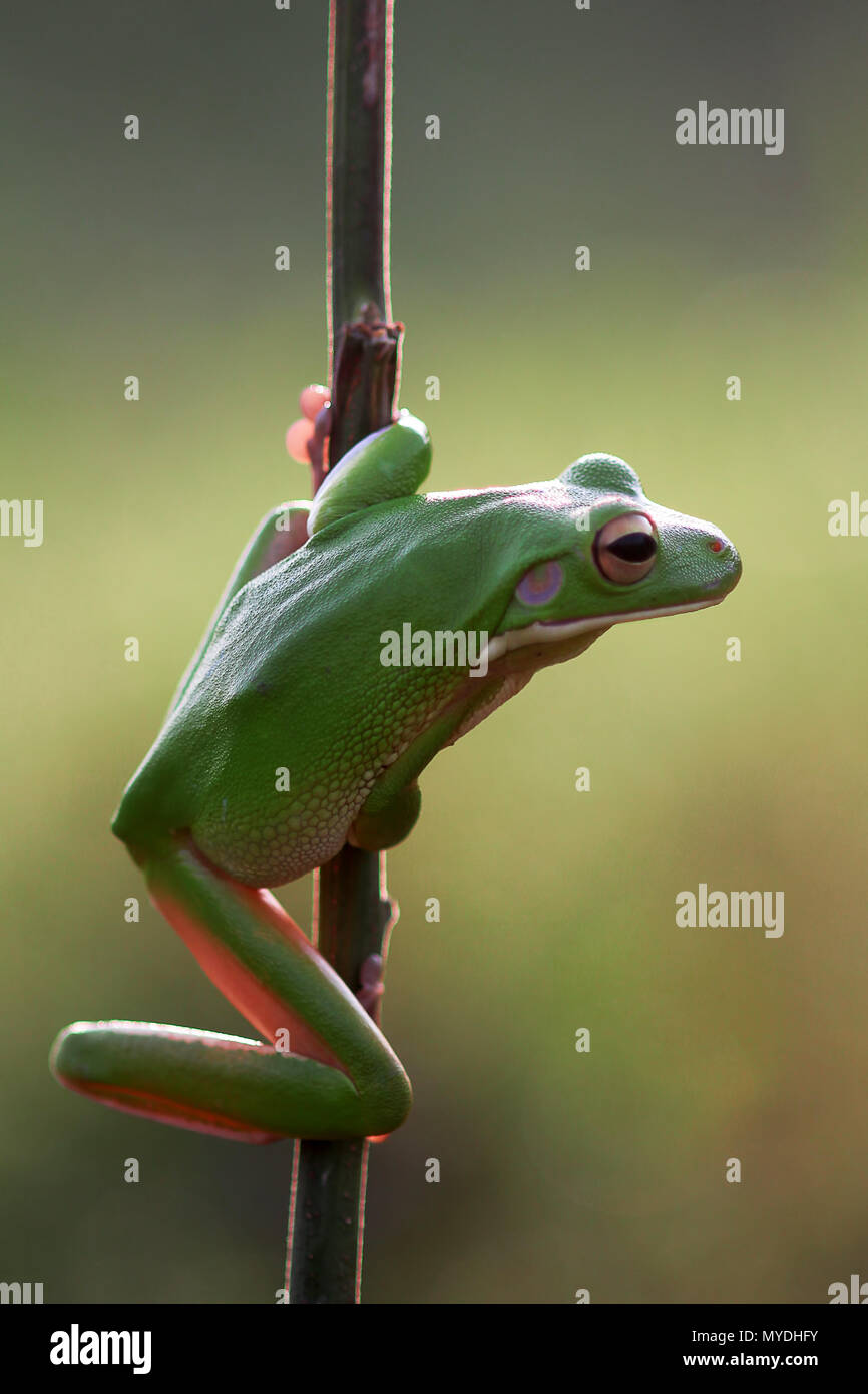 frogs, tree frogs, dumpy tree frogs on twigs Stock Photo - Alamy