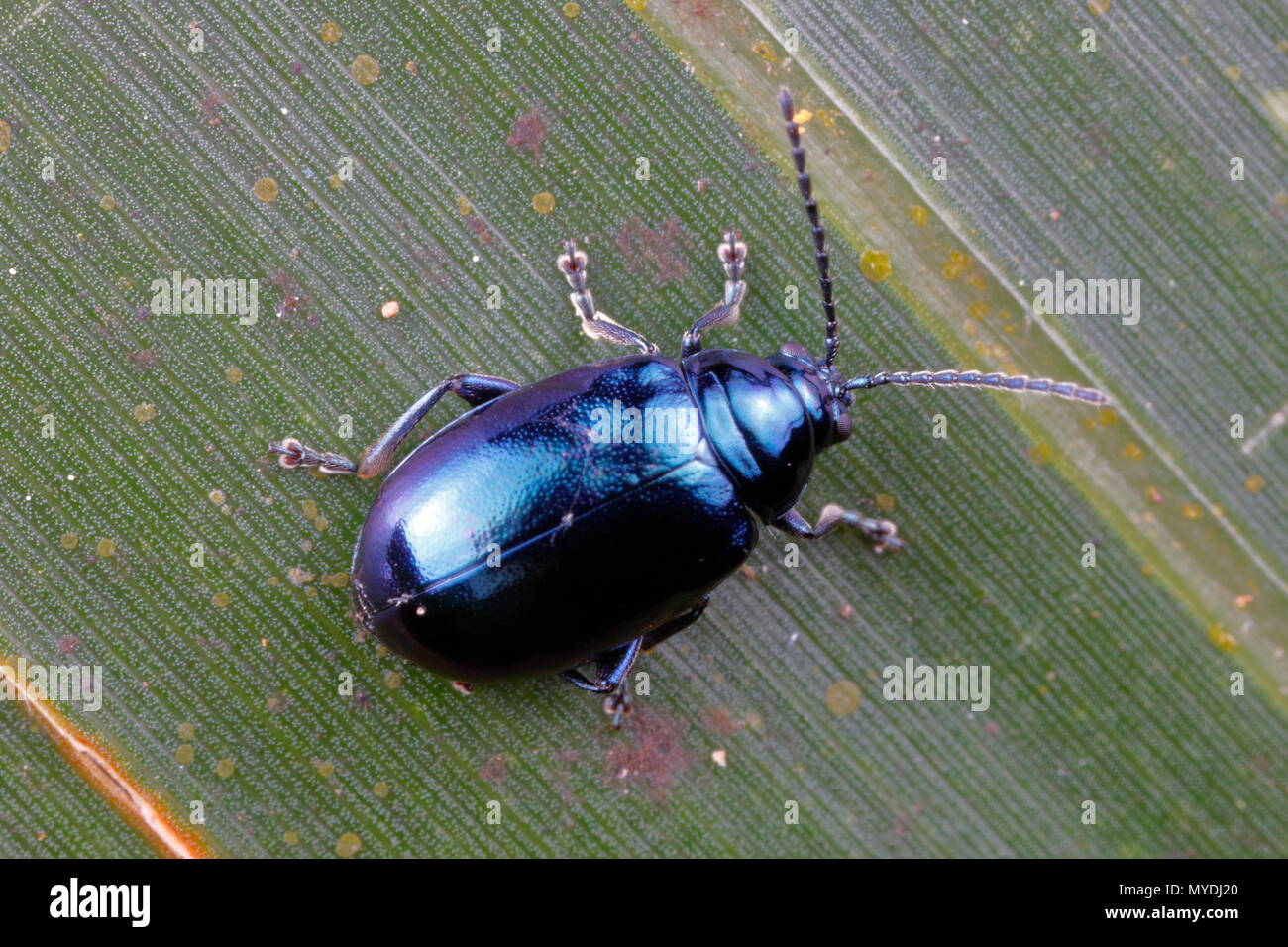 Flea beetle hi-res stock photography and images - Alamy