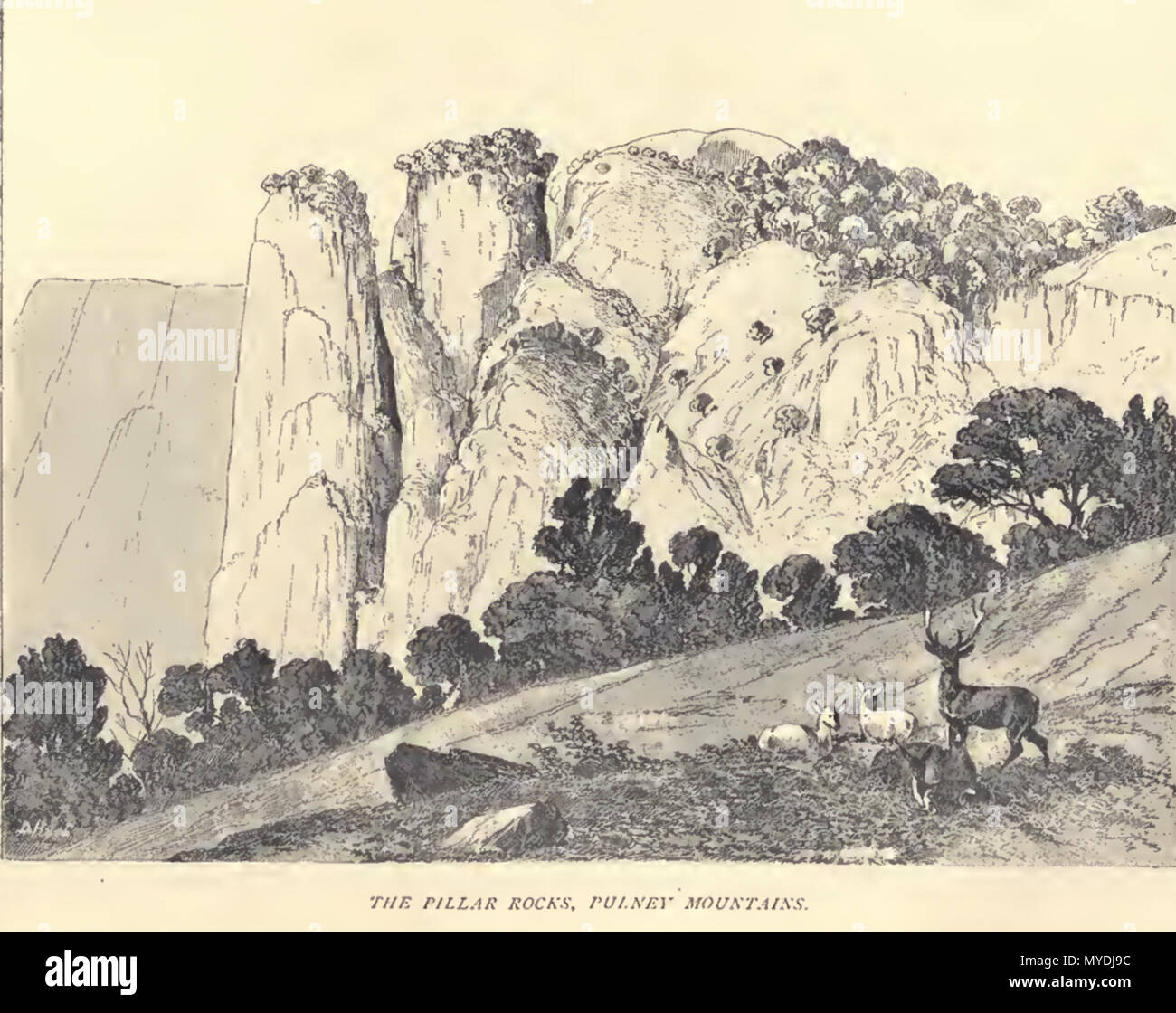 . Douglas Hamilton, Pillar Rocks . 1892. Douglas Hamilton 145 Douglas ...