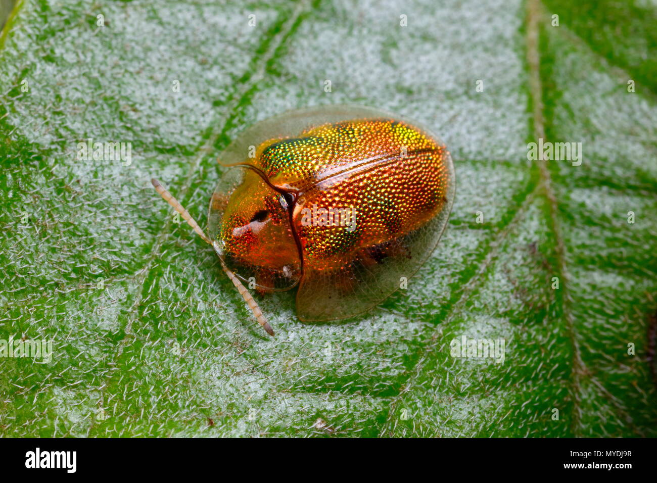 Tortoise beetle hi-res stock photography and images - Alamy