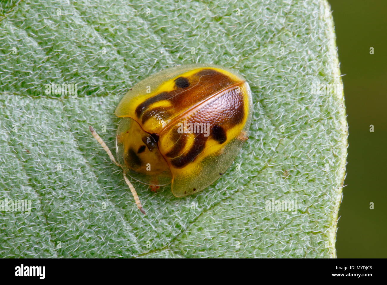 A geiger tree tortoise beetle, Physonota calochroma, on a geiger tree ...