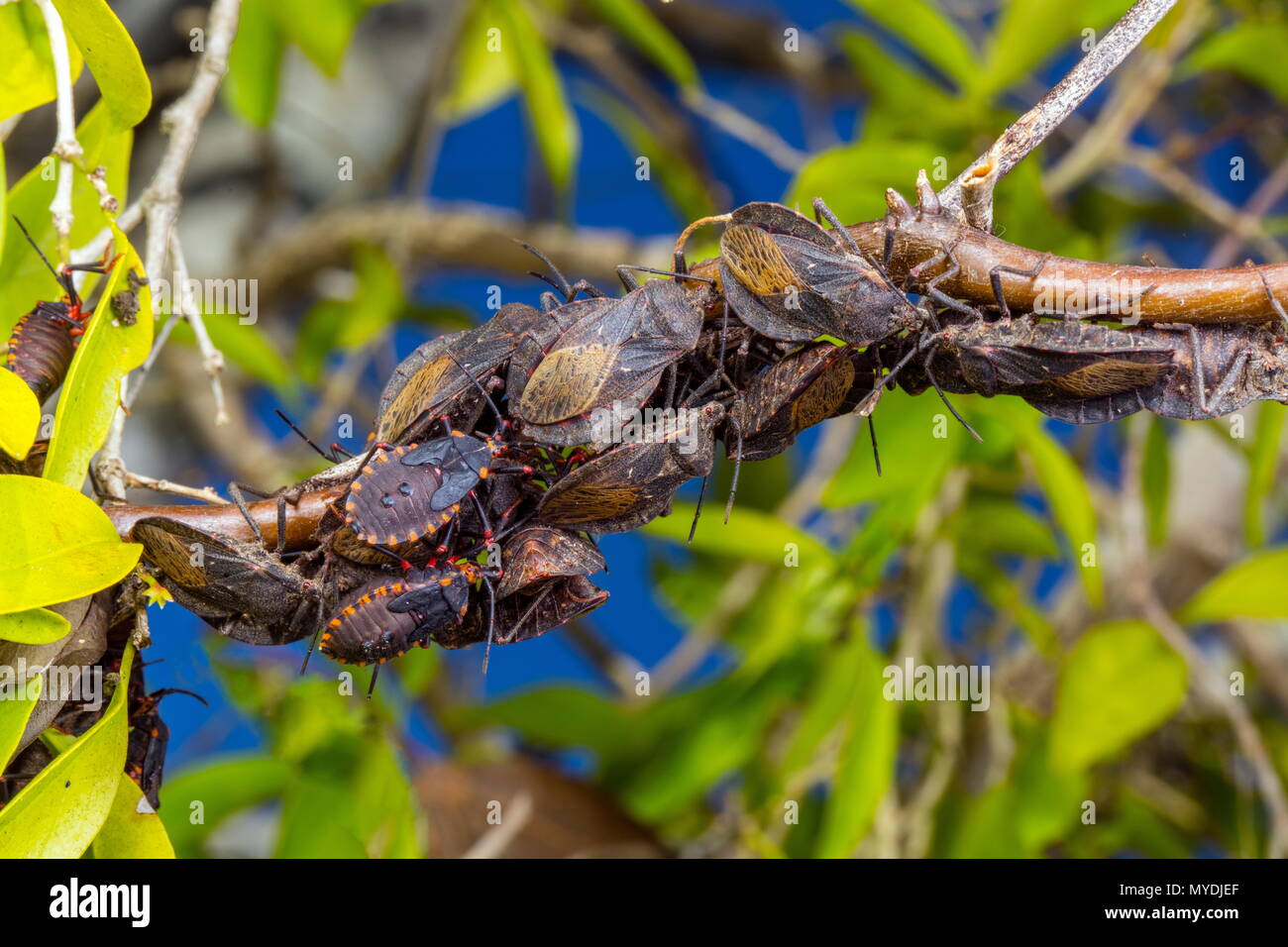 Sweetpotato bugs, Physomerus grossipes, swarming Stock Photo - Alamy