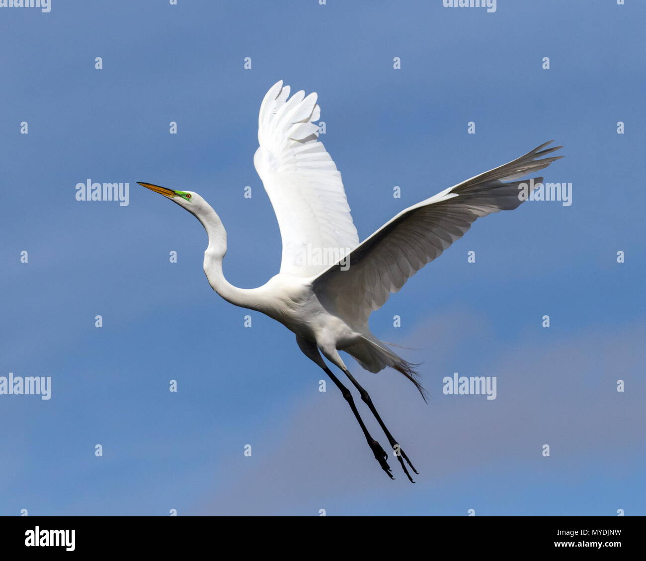 Great egret photography hi-res stock photography and images - Alamy