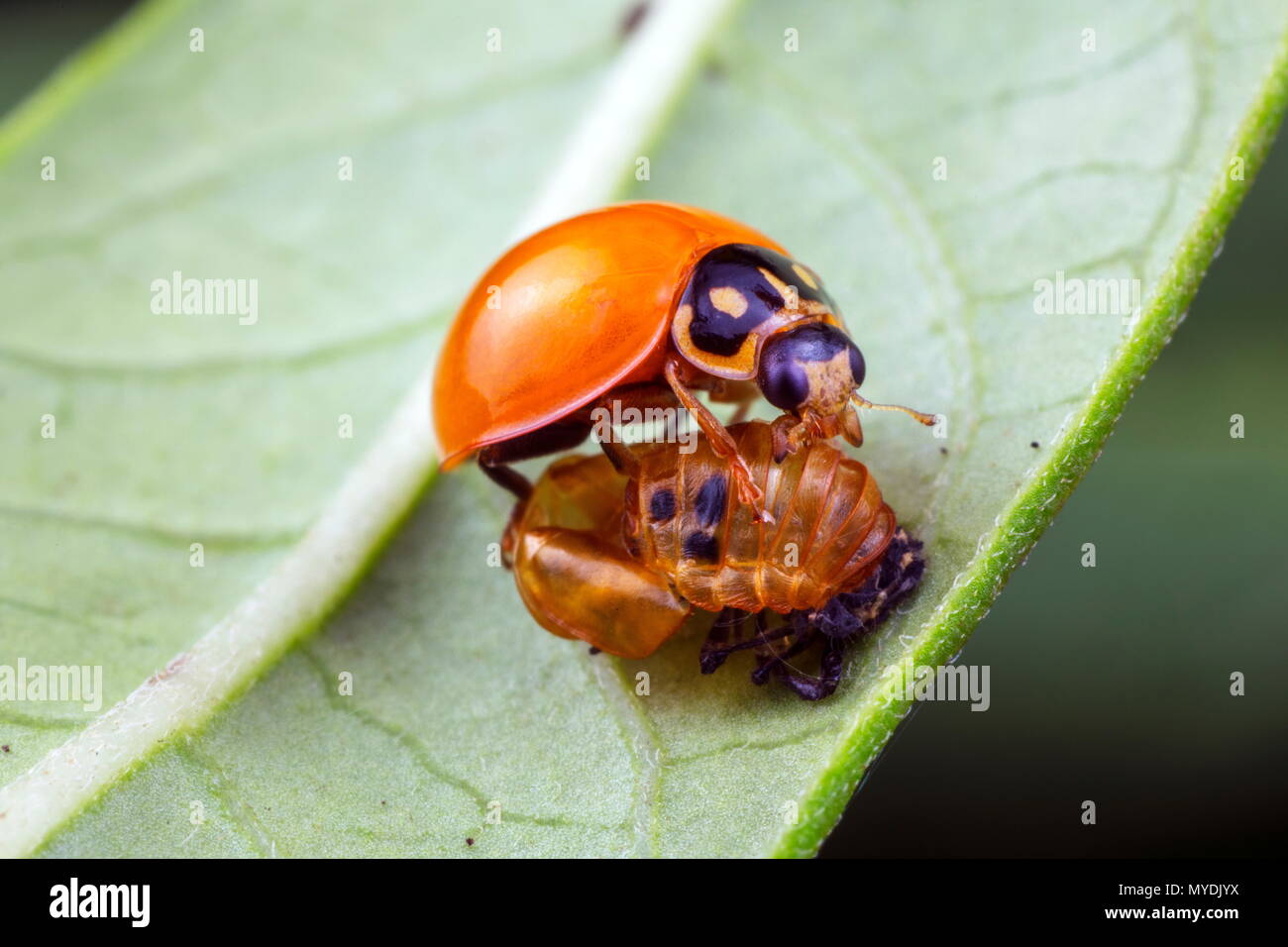 A Orange lady bug, Cycloneda sanguinea, and its pupa case after ...