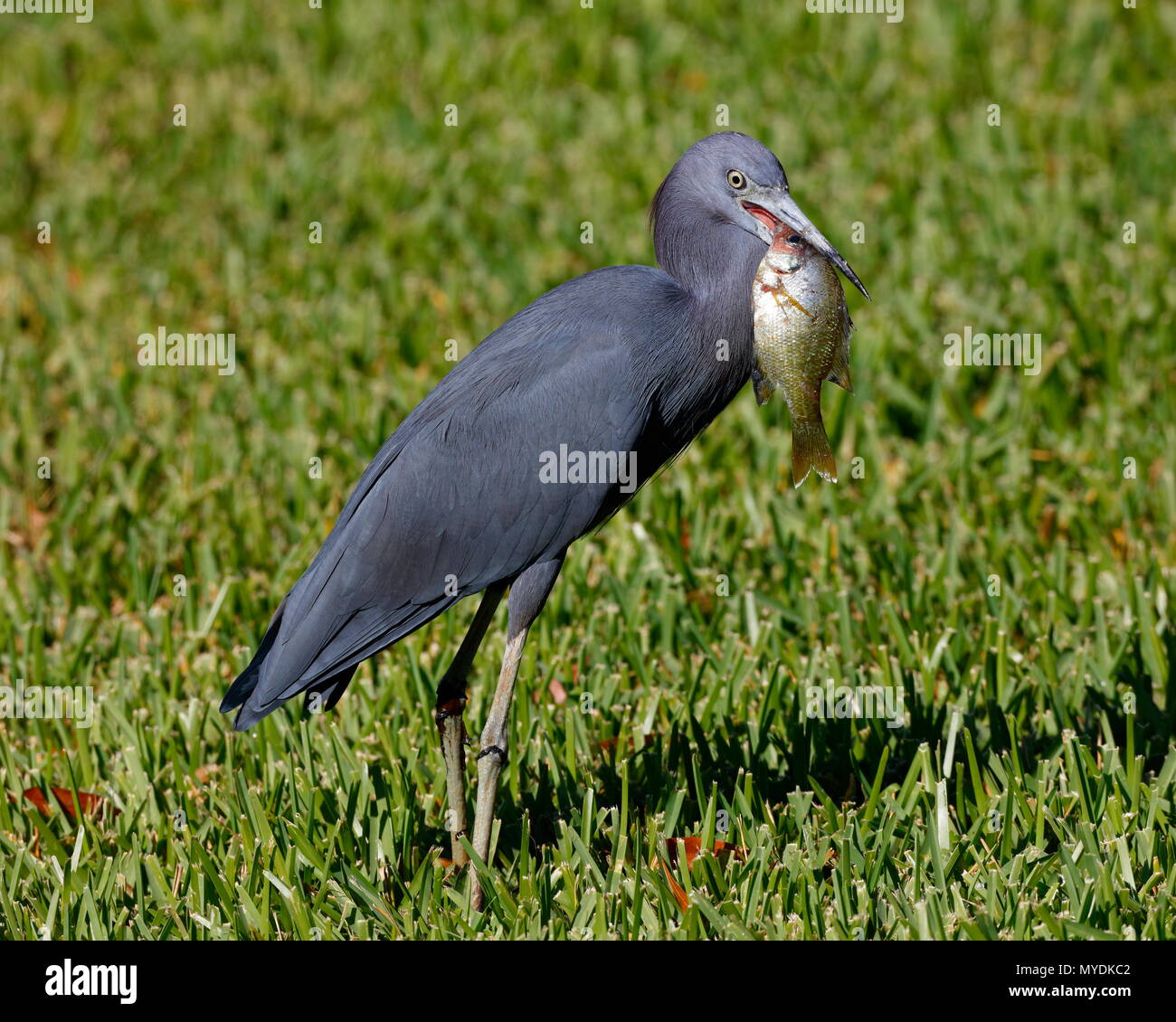 Snared animals hi-res stock photography and images - Alamy