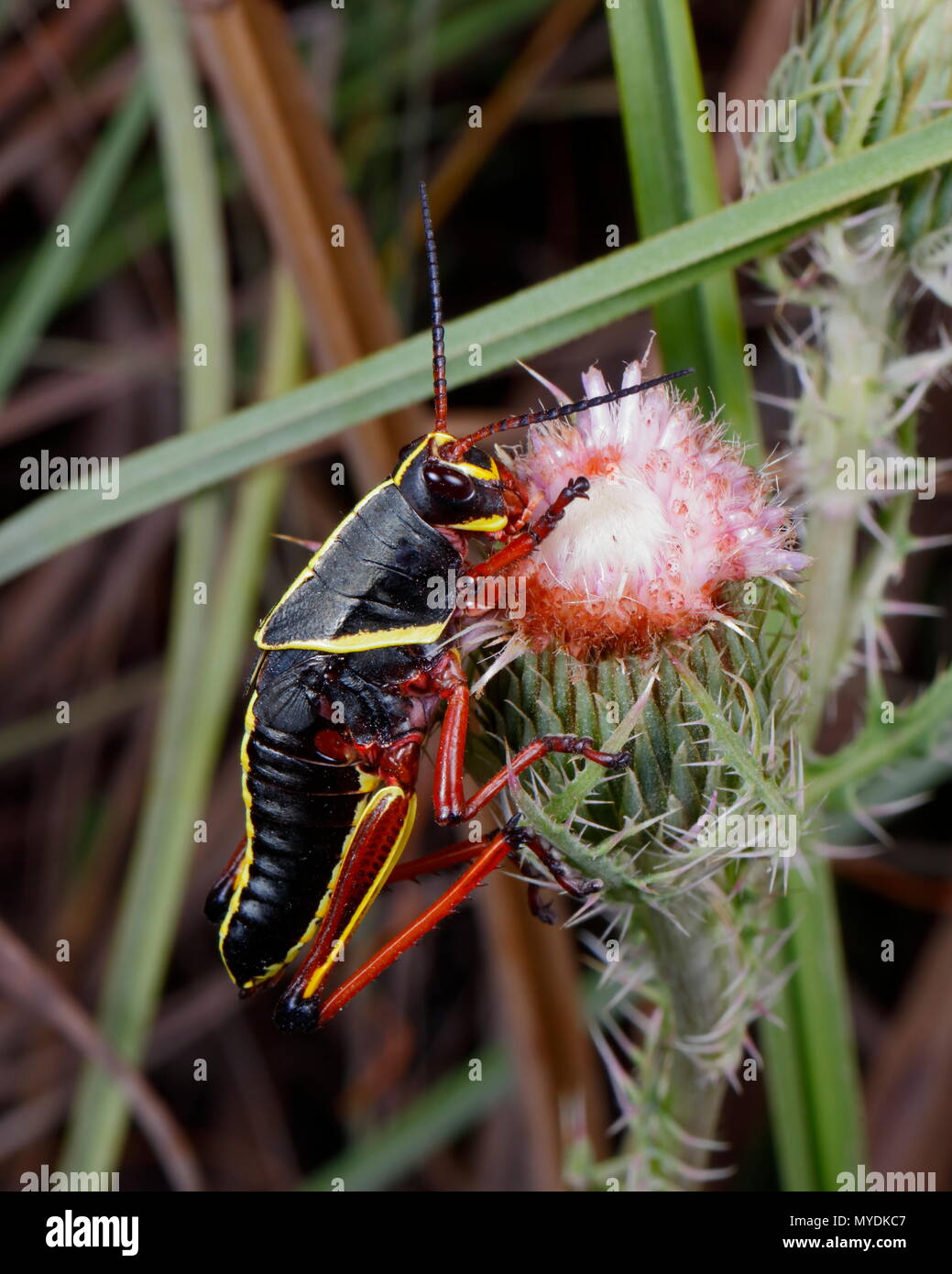 Eastern lubber grasshopper hi-res stock photography and images - Alamy