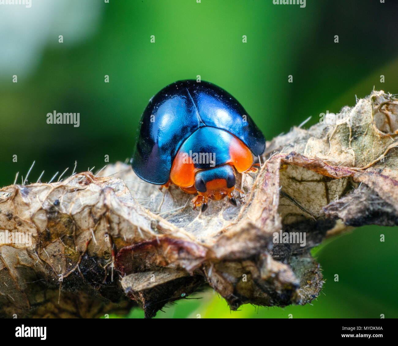 Metallic Blue Ladybug