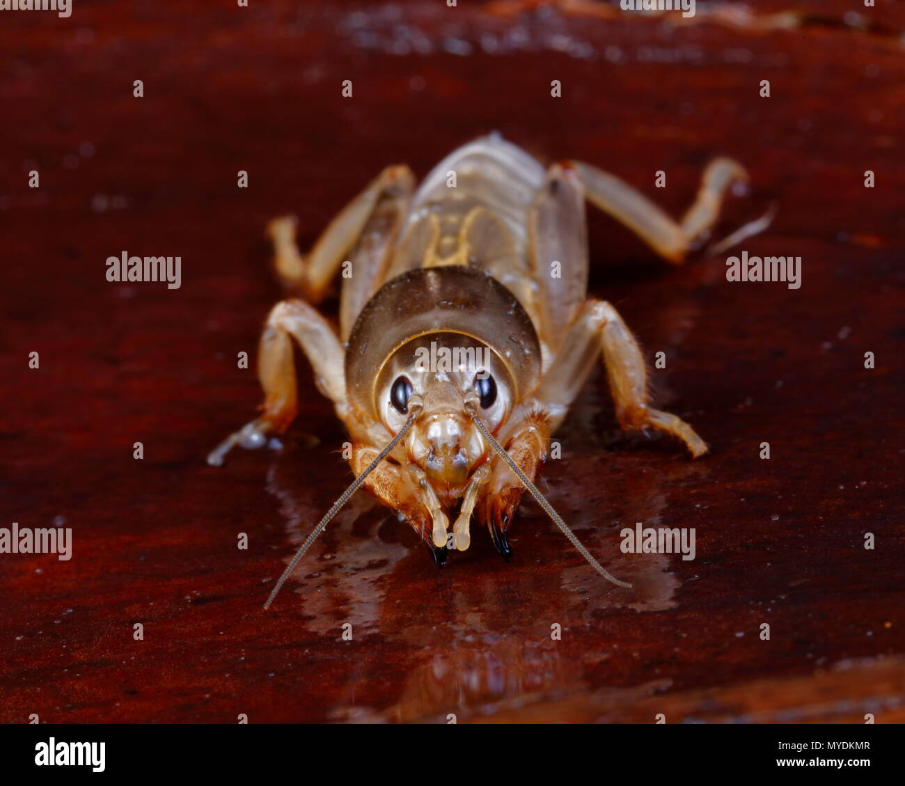 Mole cricket hi-res stock photography and images - Alamy