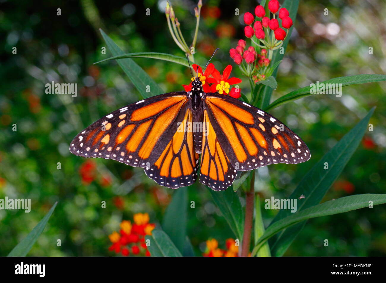 A monarch butterfly, Danaus plexippus, feeding on butterfly milkweed ...