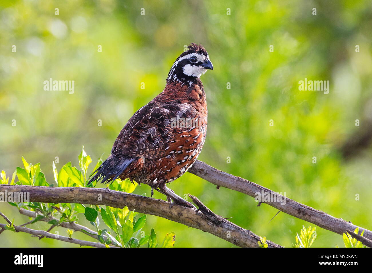 Florida bobwhite hi-res stock photography and images - Alamy