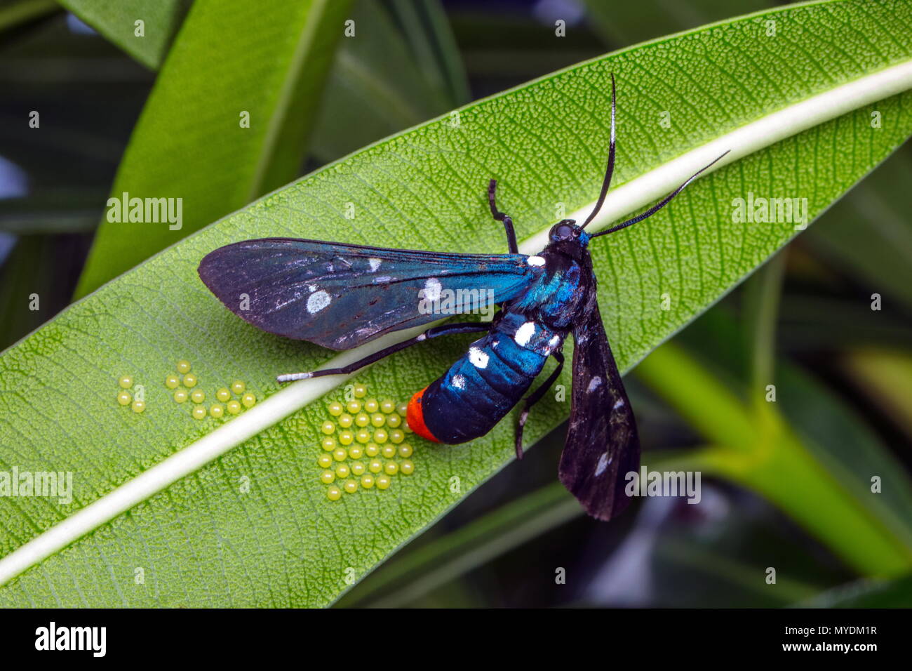 A polka dot wasp moth, Syntomeida epilais, nesting on oleander leaves ...