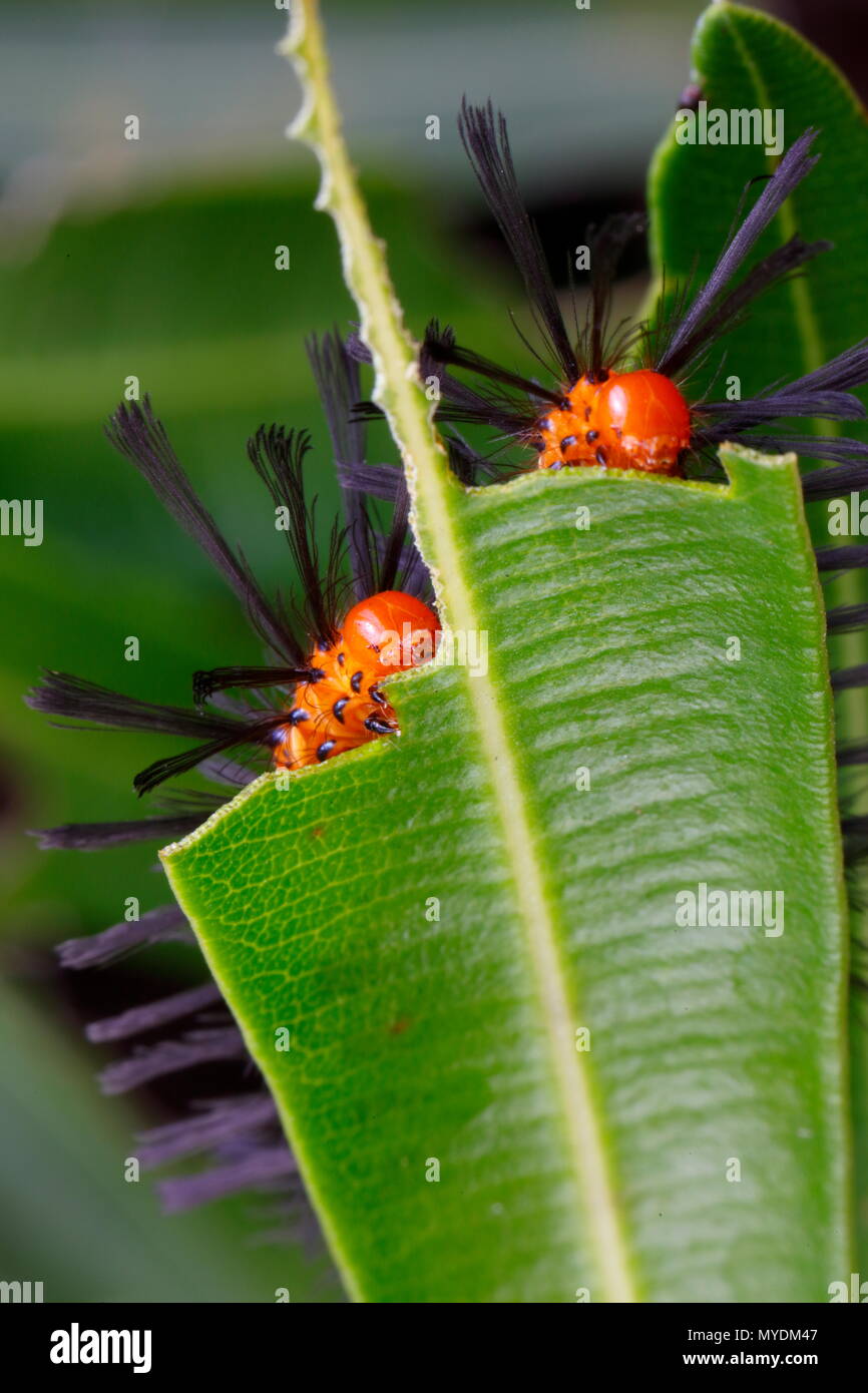 Polka dot wasp moth larvae, Syntomeida epilais, feeding on an oleander ...
