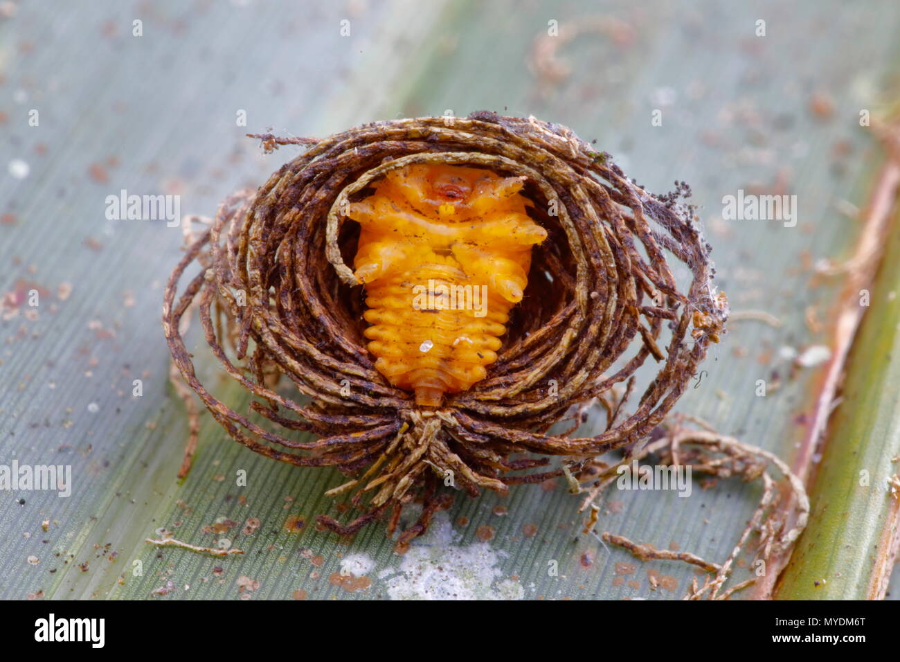 Palmetto tortoise beetle larva hi-res stock photography and images - Alamy