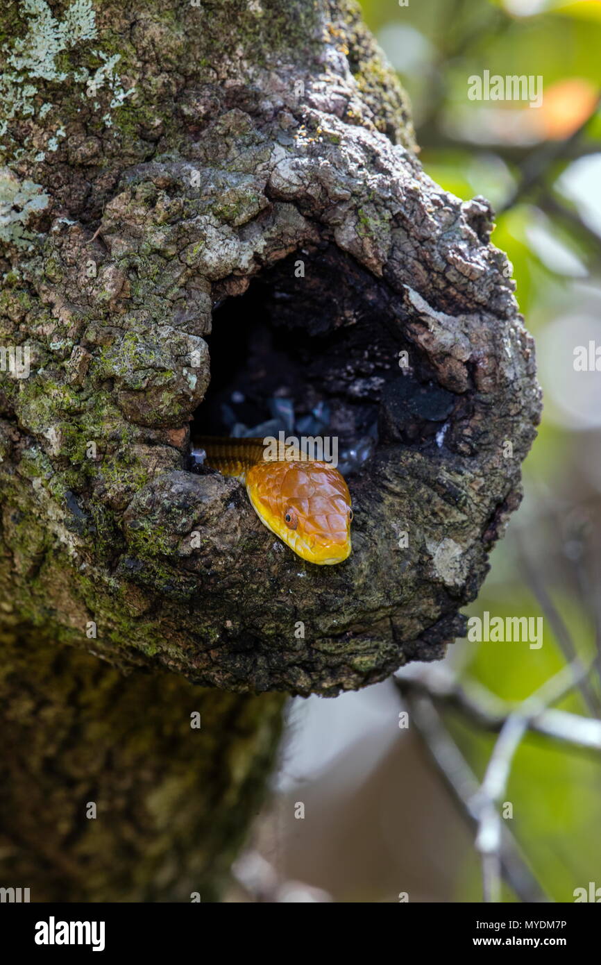 Rat snake hi-res stock photography and images - Alamy