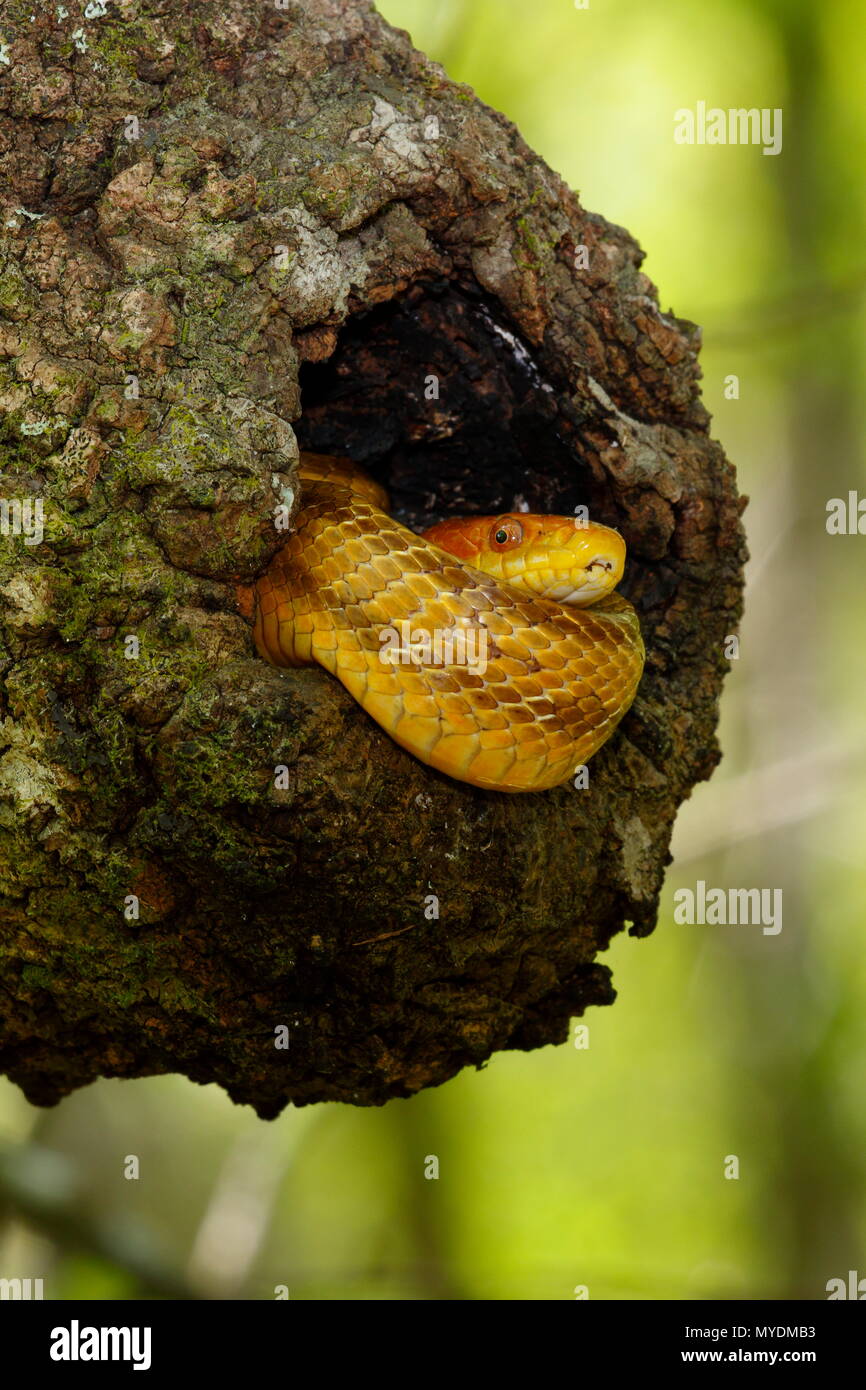 An eastern rat snake, Pantherophis alleghaniensis, peers out from its ...