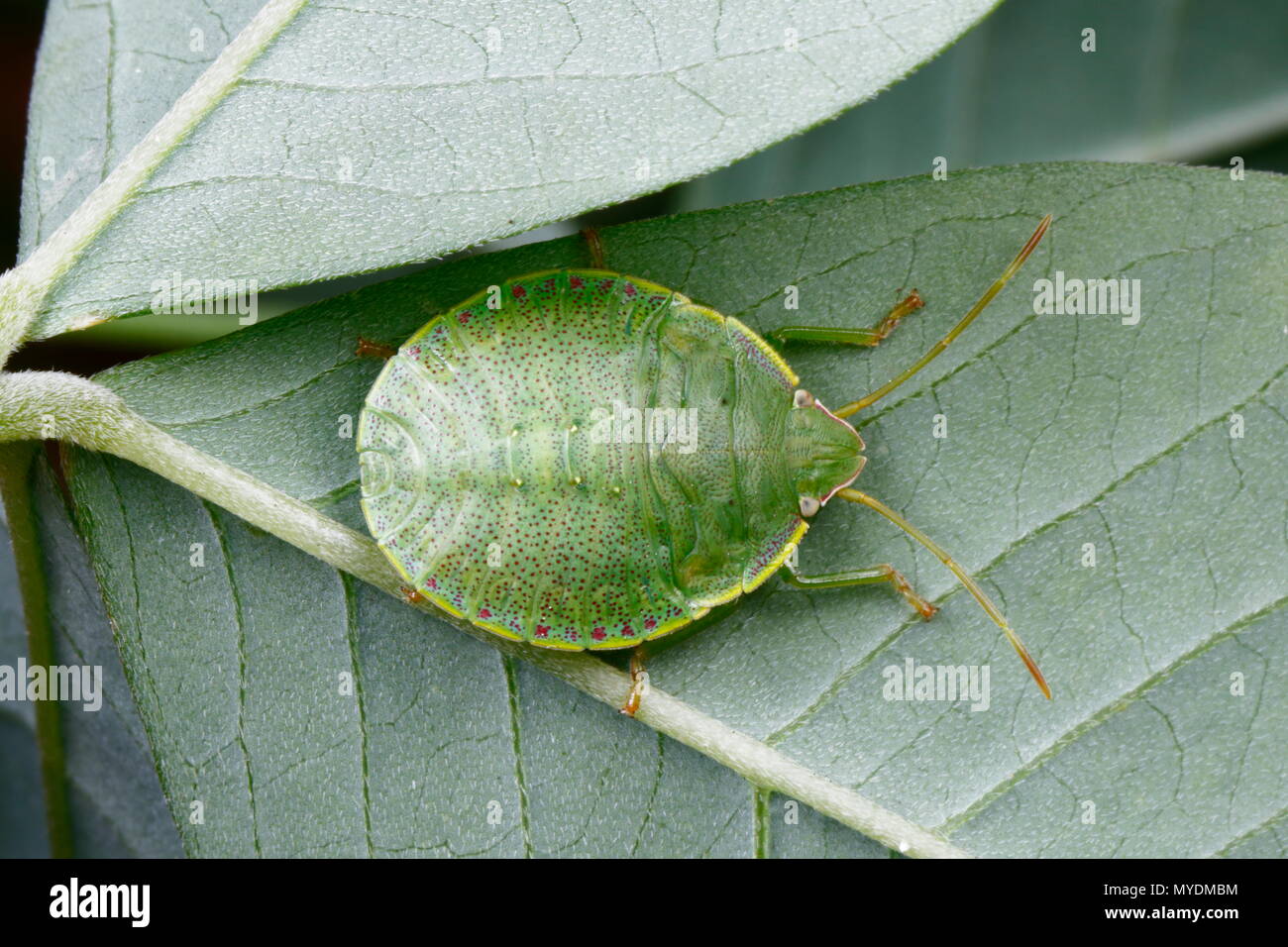 Nezara viridula hi-res stock photography and images - Alamy