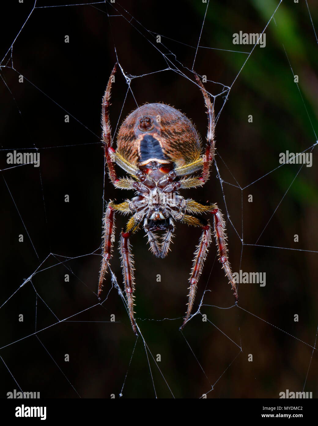 Tropical web hi-res stock photography and images - Alamy