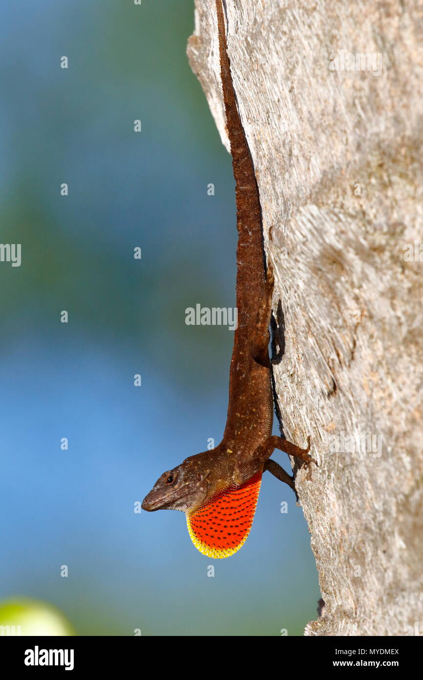 Anolis sagrei in tree hi-res stock photography and images - Alamy
