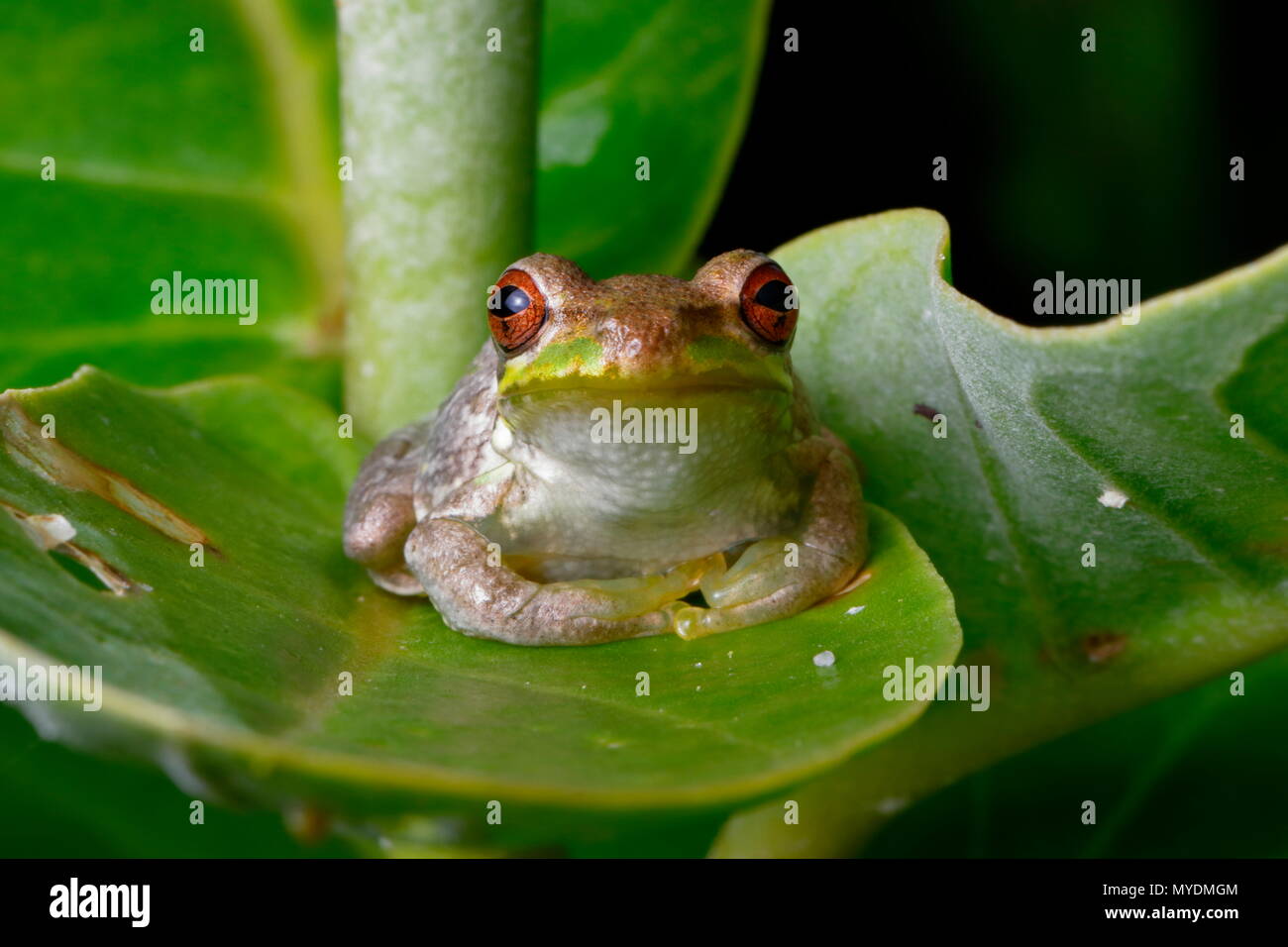 A Cuban tree frog, Osteopilus septentrionalis, foraging for food and ...