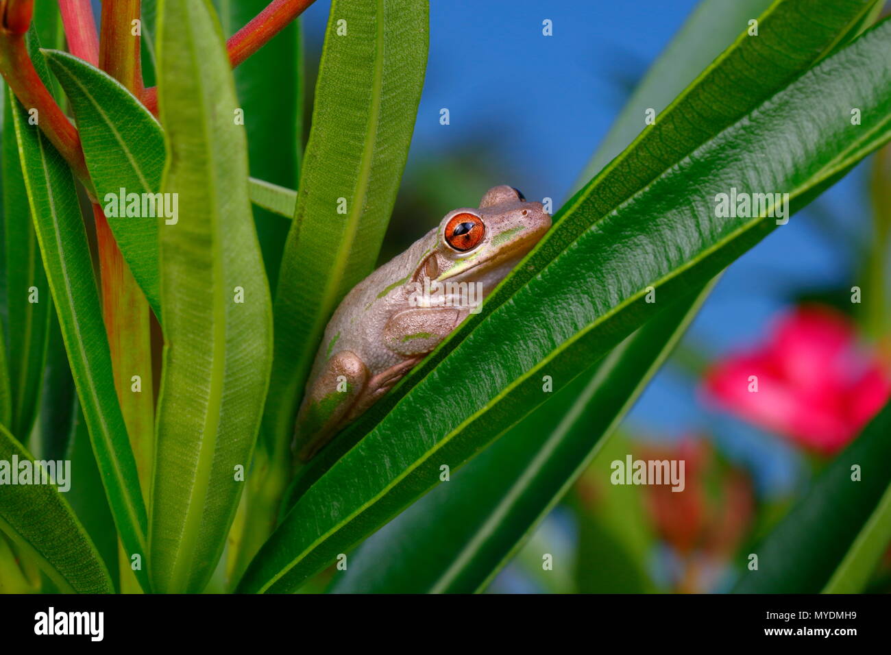 A Cuban tree frog, Osteopilus septentrionalis, foraging for food and ...