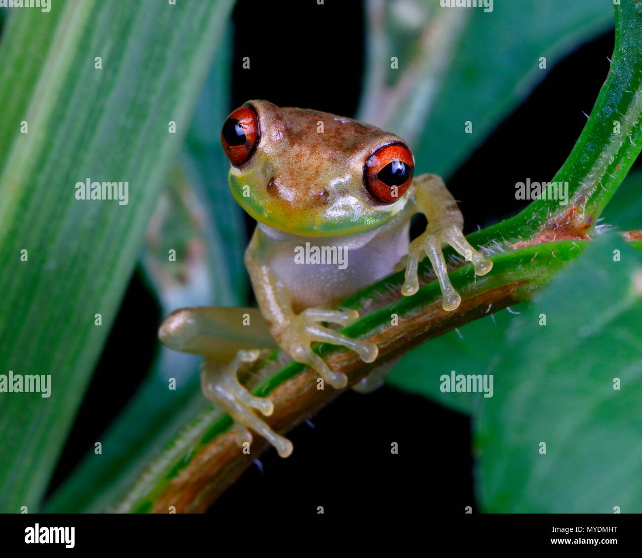 A Cuban tree frog, Osteopilus septentrionalis, foraging for food and ...