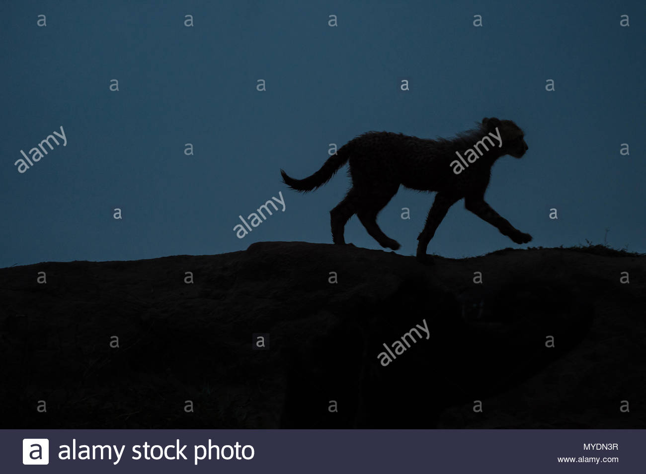 Cheetah At Night Stock Photos & Cheetah At Night Stock Images - Alamy
