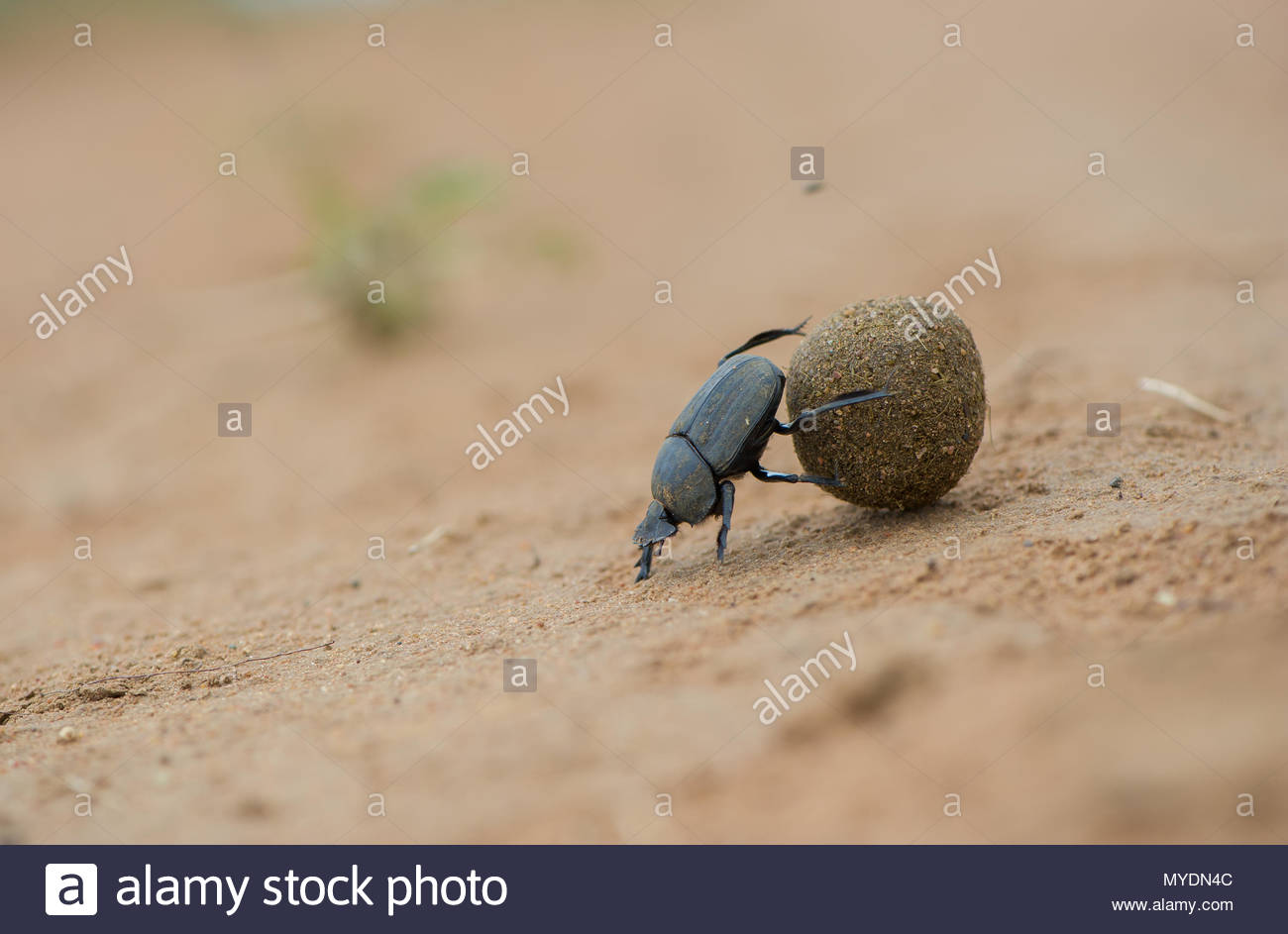 Scarab Beetle Africa Stock Photos & Scarab Beetle Africa Stock Images ...