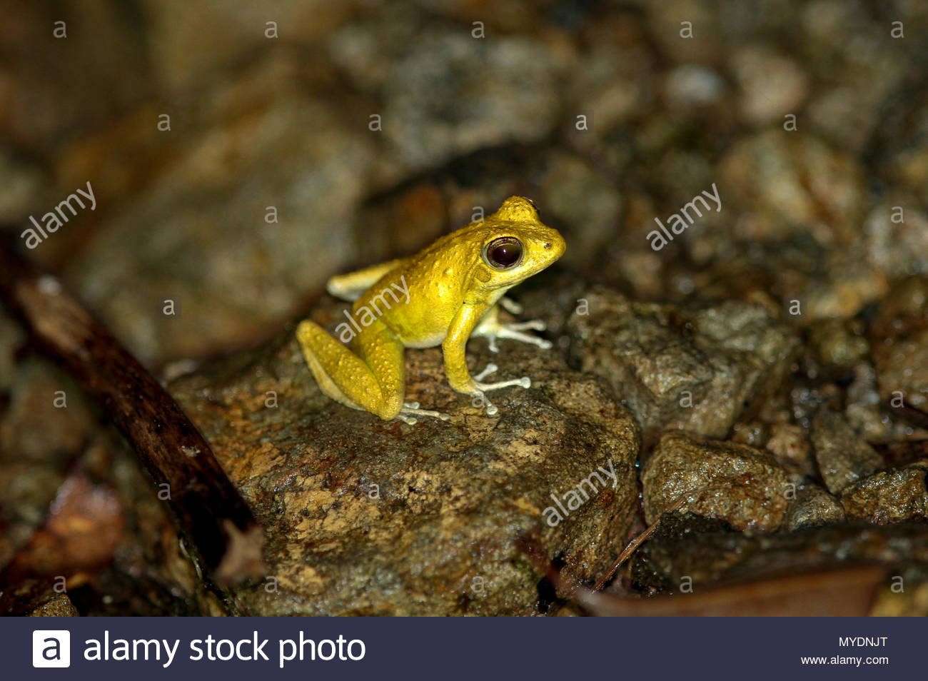 Japonica Tree High Resolution Stock Photography and Images - Alamy