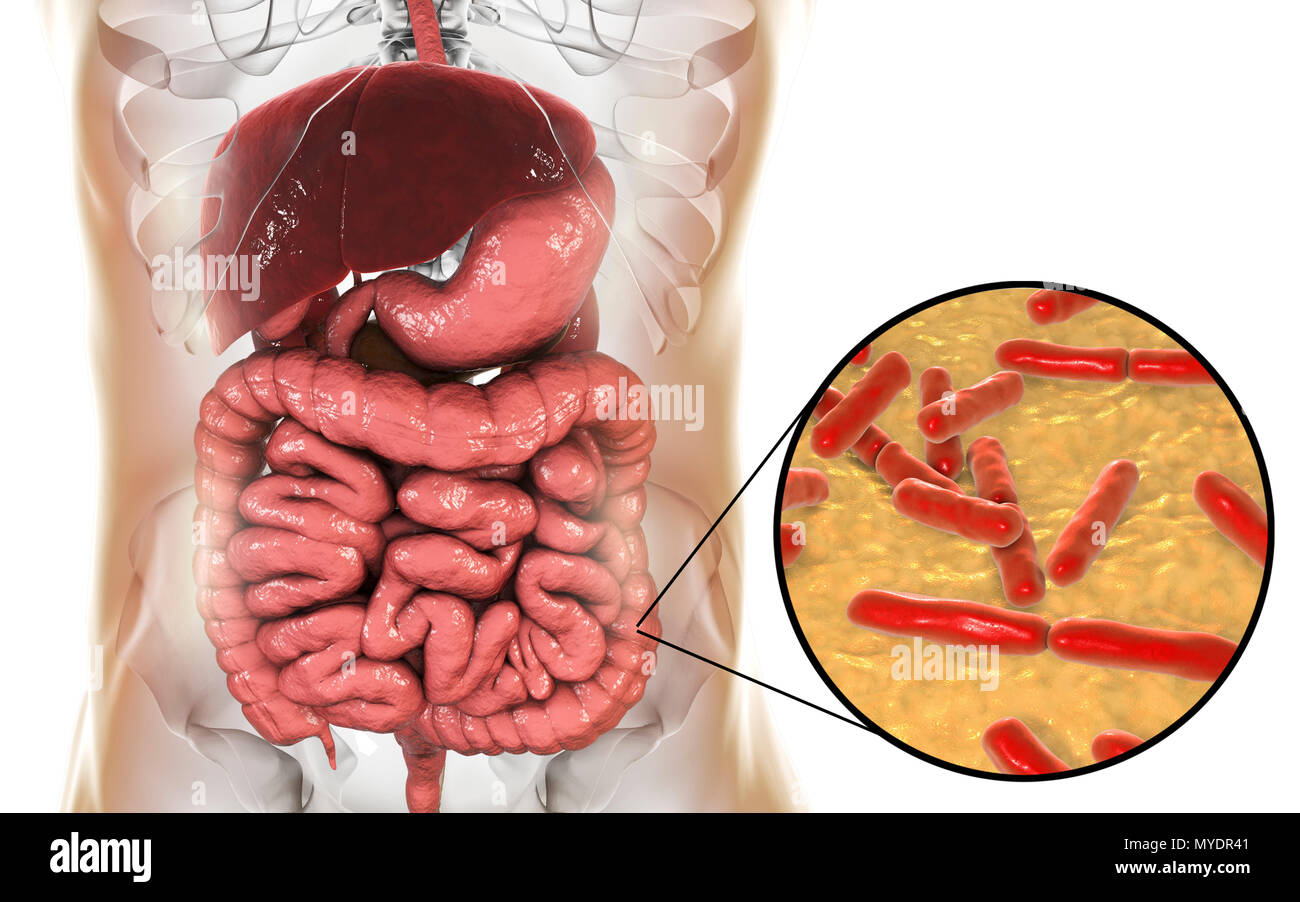 Illustration of Bifidobacterium bacteria in the human intestine. This ...