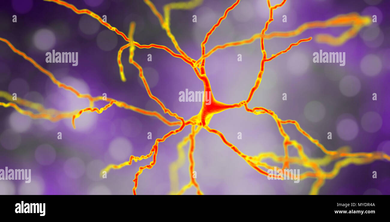 Dopaminergic neuron, computer illustration. Dopaminergic neurons are ...