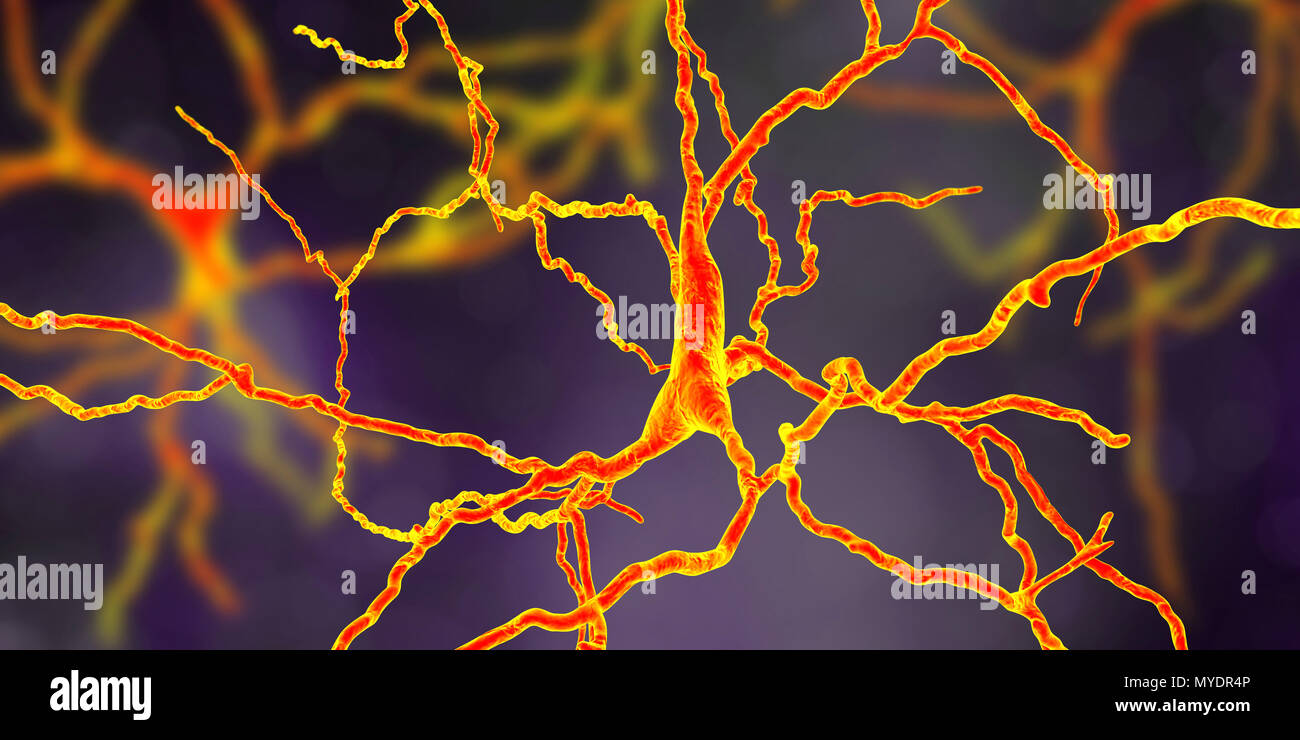 Dopaminergic neuron, computer illustration. Dopaminergic neurons are ...