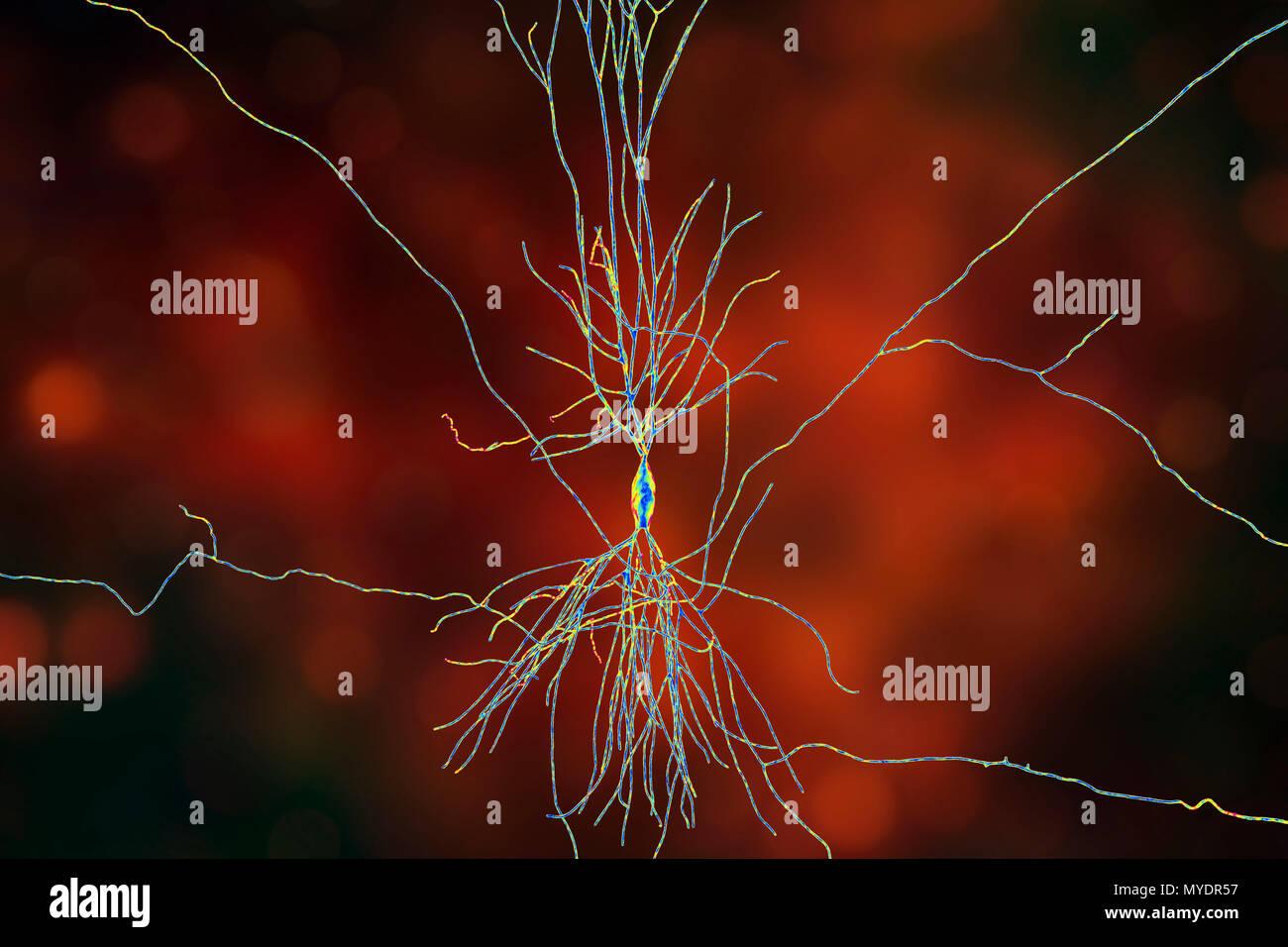 Human Hippocampus Layers