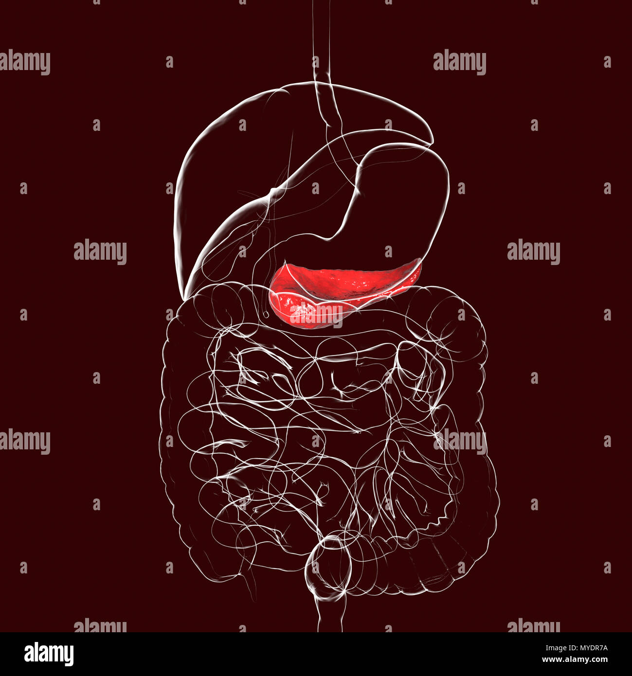 Human digestive system with highlighted pancreas, computer illustration ...