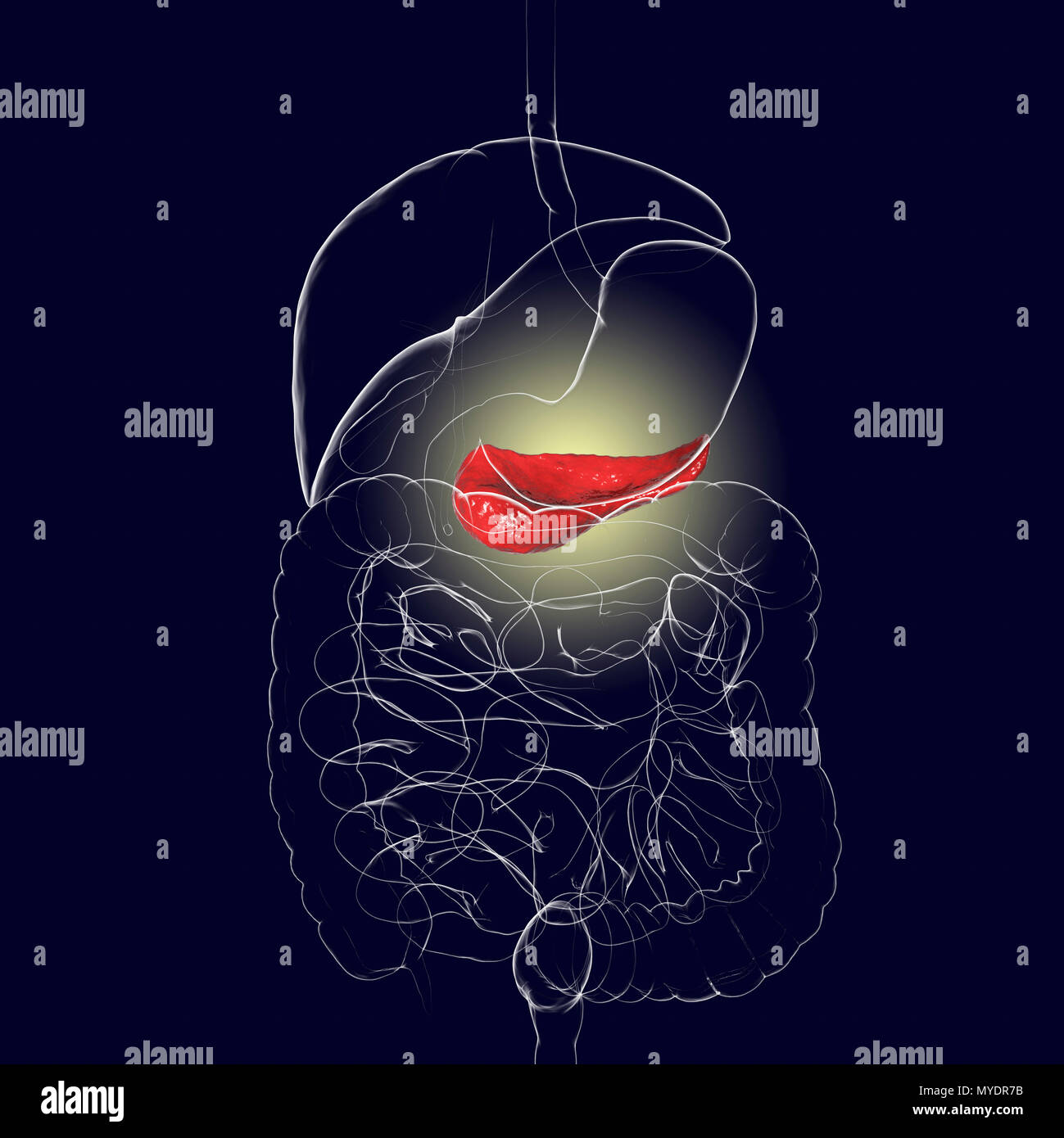 Human digestive system with highlighted pancreas, computer illustration ...