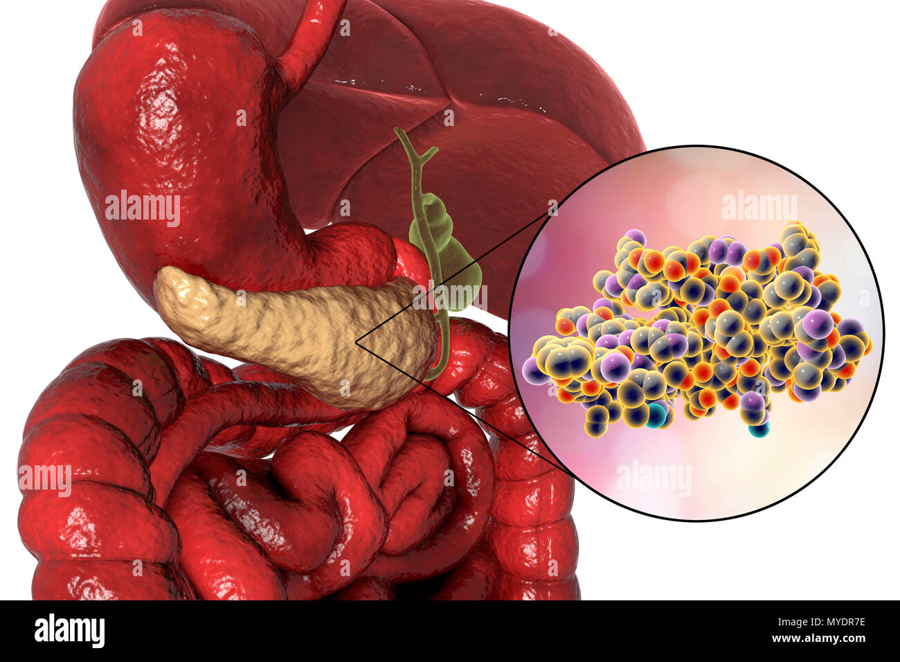 Insulin Produced By Pancreas at Max Nielsen blog