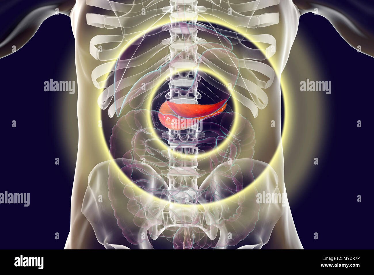 Human digestive system with highlighted pancreas, computer illustration ...