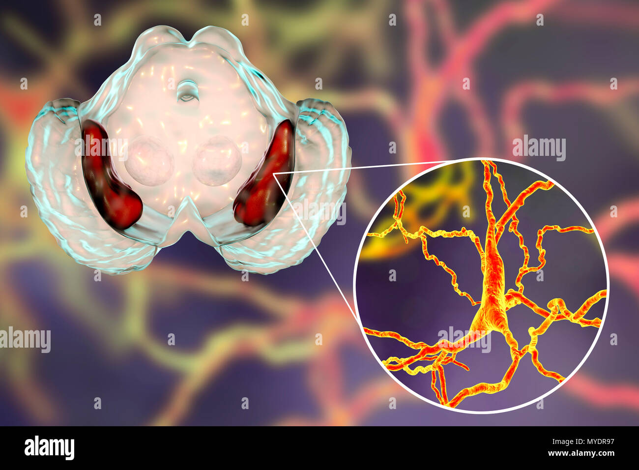 Substantia nigra. Computer illustration showing a healthy substantia ...