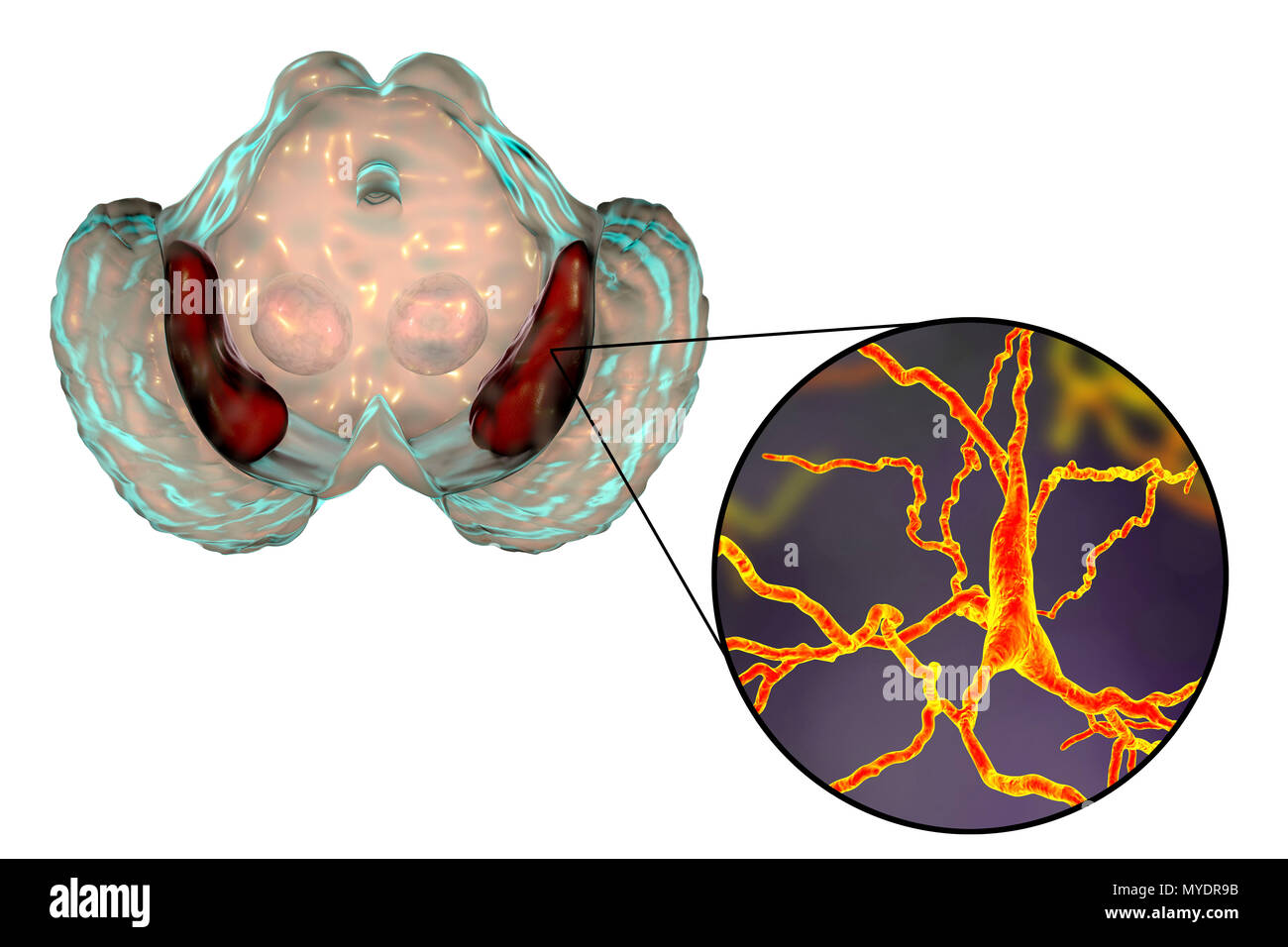 Substantia nigra. Computer illustration showing a healthy substantia ...