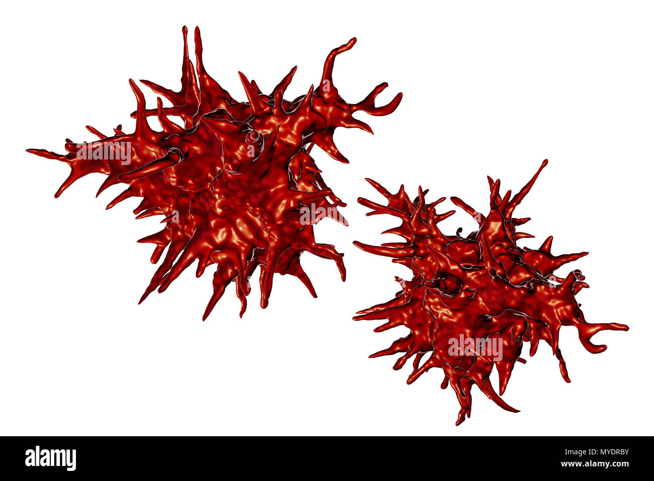 Acanthamoeba eye infection hi-res stock photography and images - Alamy