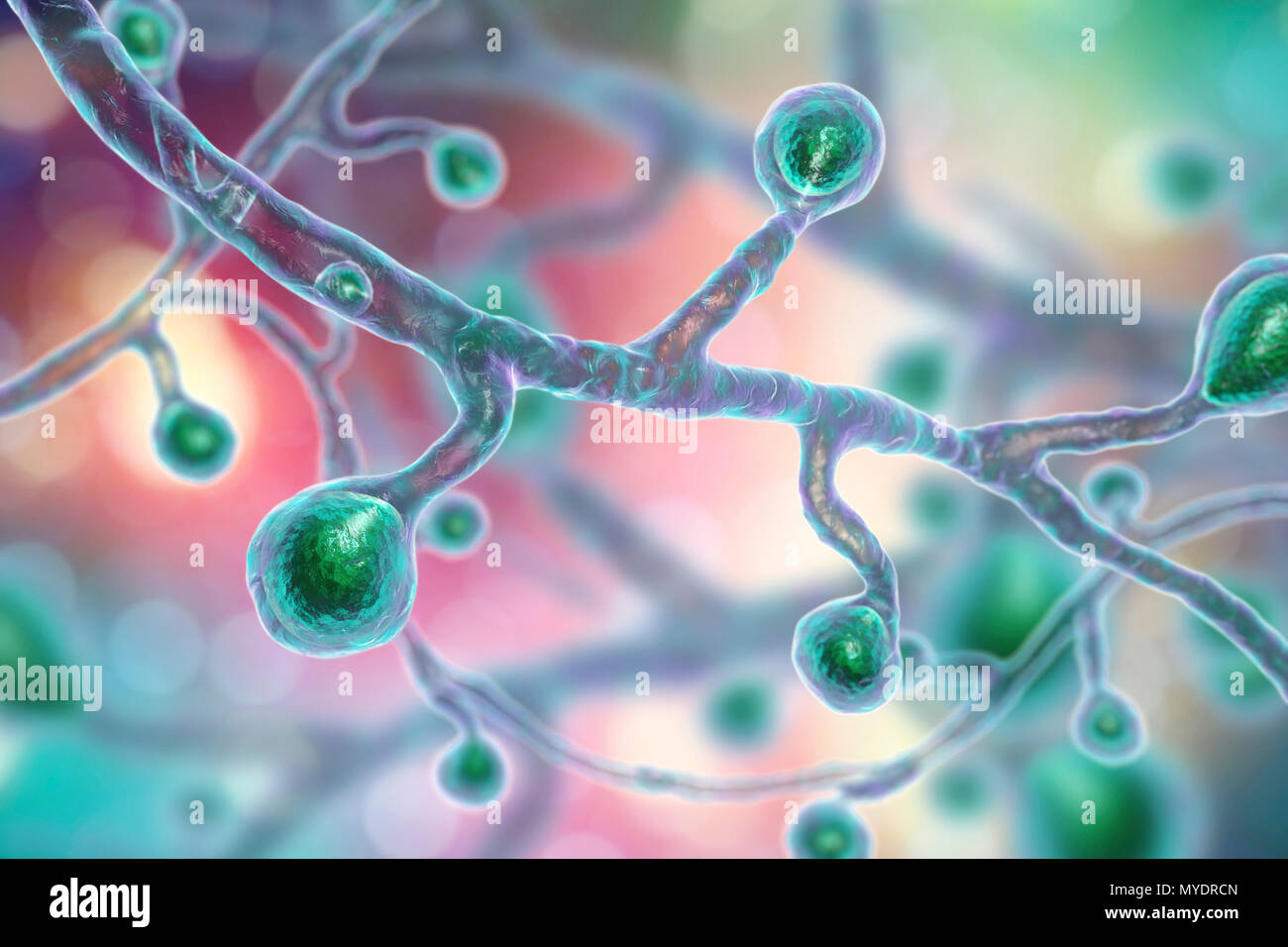 Blastomyces dermatitidis fungus, computer illustration. This fungus is ...