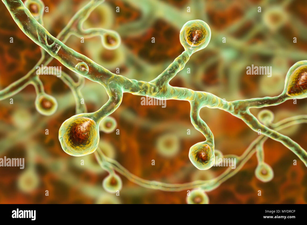Blastomyces dermatitidis fungus, computer illustration. This fungus is ...