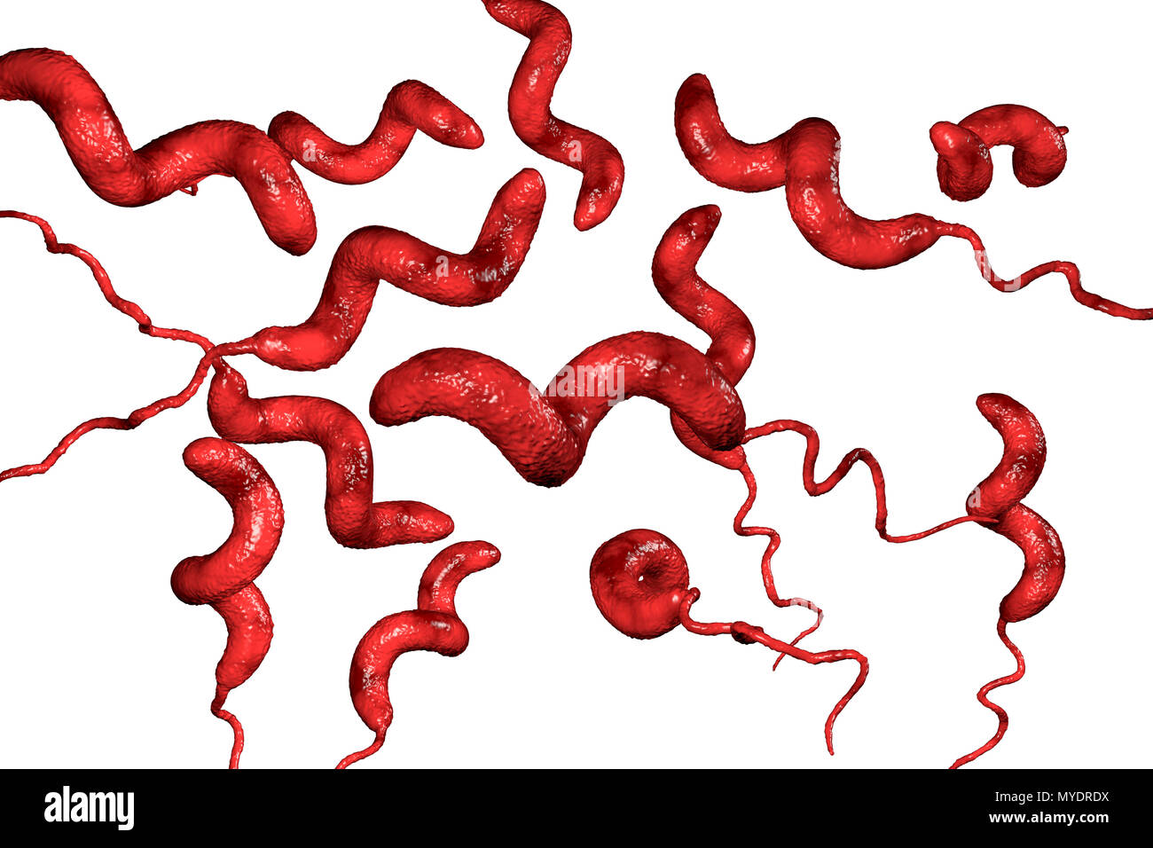 Campylobacter jejuni bacterium, computer illustration. This motile ...