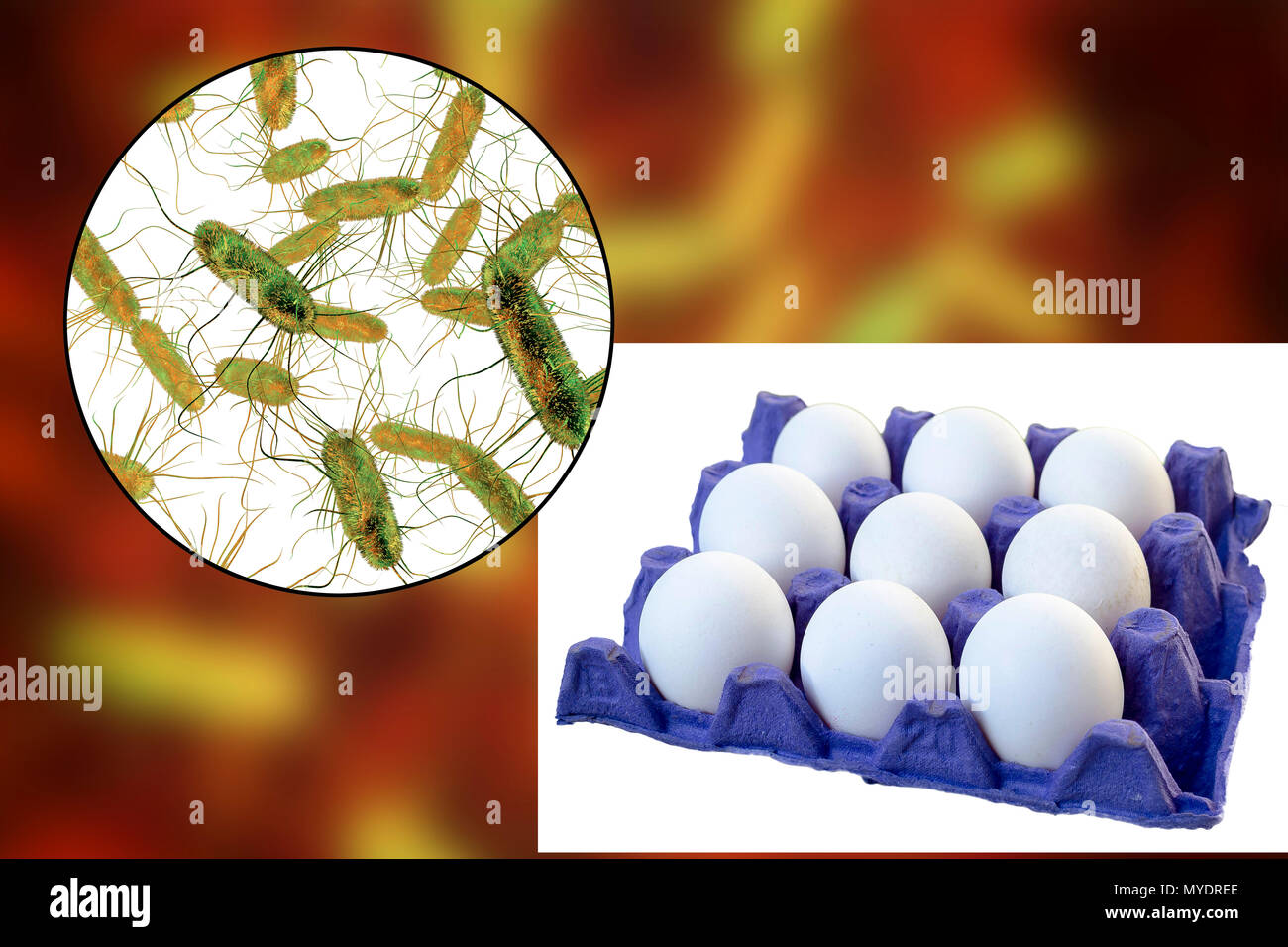 Chicken eggs as a source of salmonellosis, conceptual illustration ...