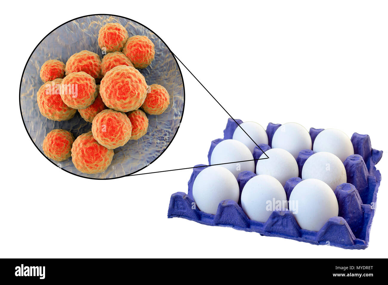 Chicken eggs as a source of staphylococcal food poisoning, conceptual ...