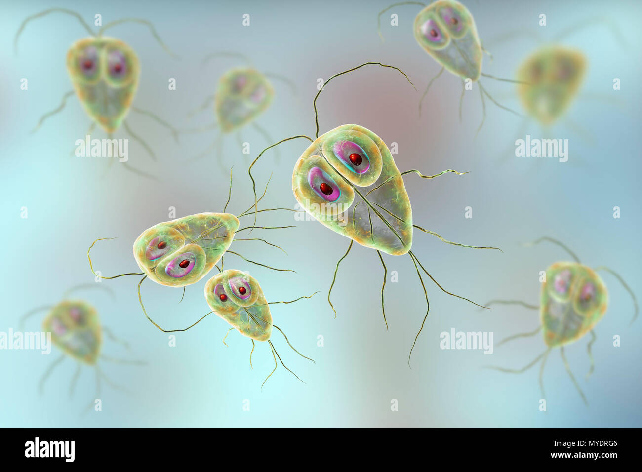 Giardia lamblia parasites, computer illustration. Giardia lamblia is a ...