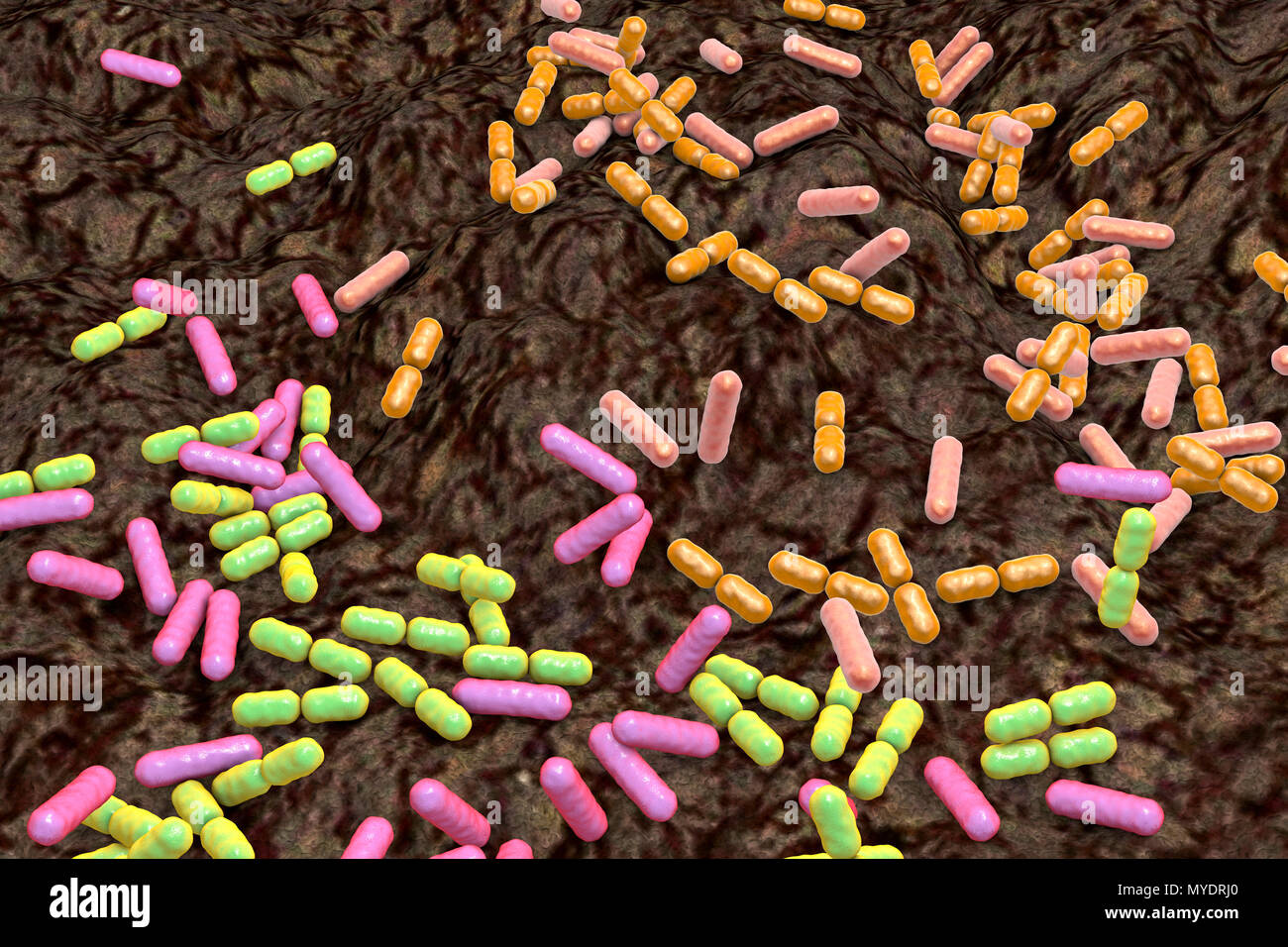 Soil bacteria hi-res stock photography and images - Alamy
