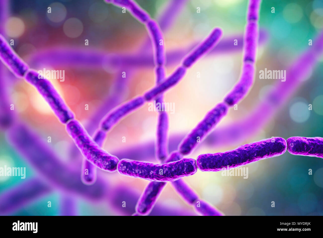 Rat bite fever bacteria. Computer illustration of chains of ...