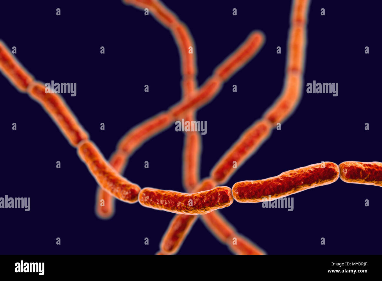Rat bite fever bacteria. Computer illustration of chains of ...