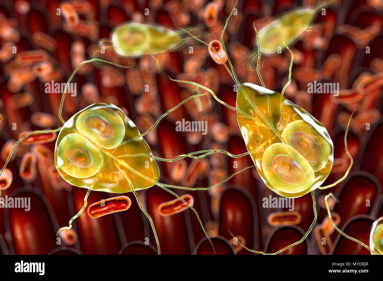 Giardia lamblia parasites in duodenum, computer illustration. Giardia ...