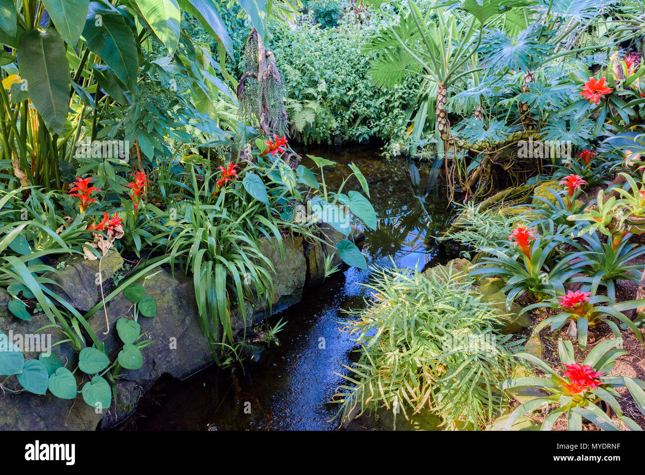 Bloedel conservatory queen elizabeth park hi-res stock photography and ...